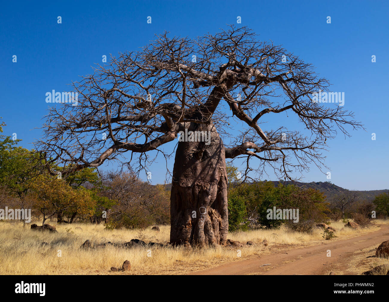 Baobab tree in the bush, Cunene Province, Oncocua, Angola Stock Photo ...