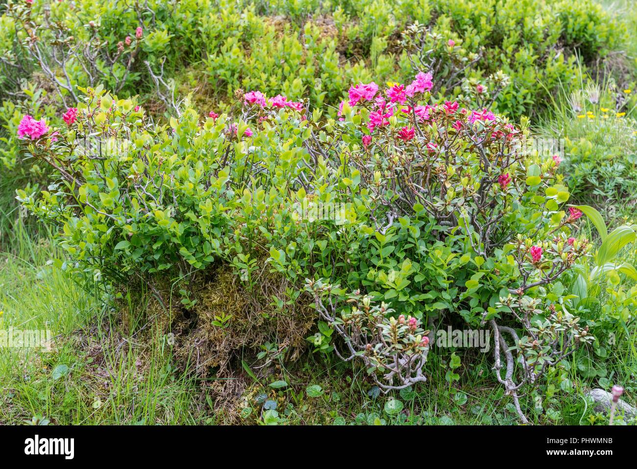 Alpine rose bush in the Alps, Austria Stock Photo - Alamy