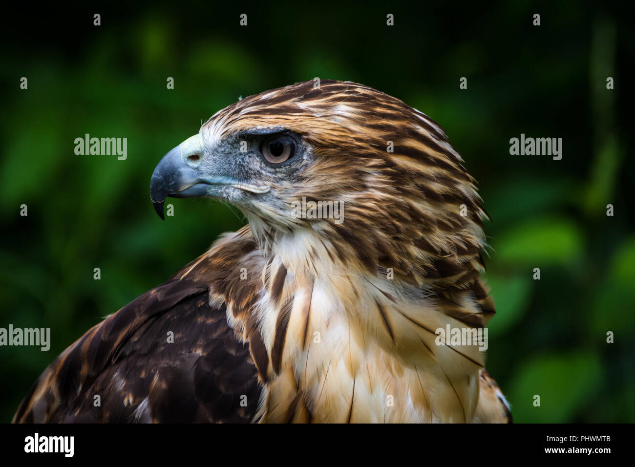 Red Tailed Hawk Stock Photo - Alamy