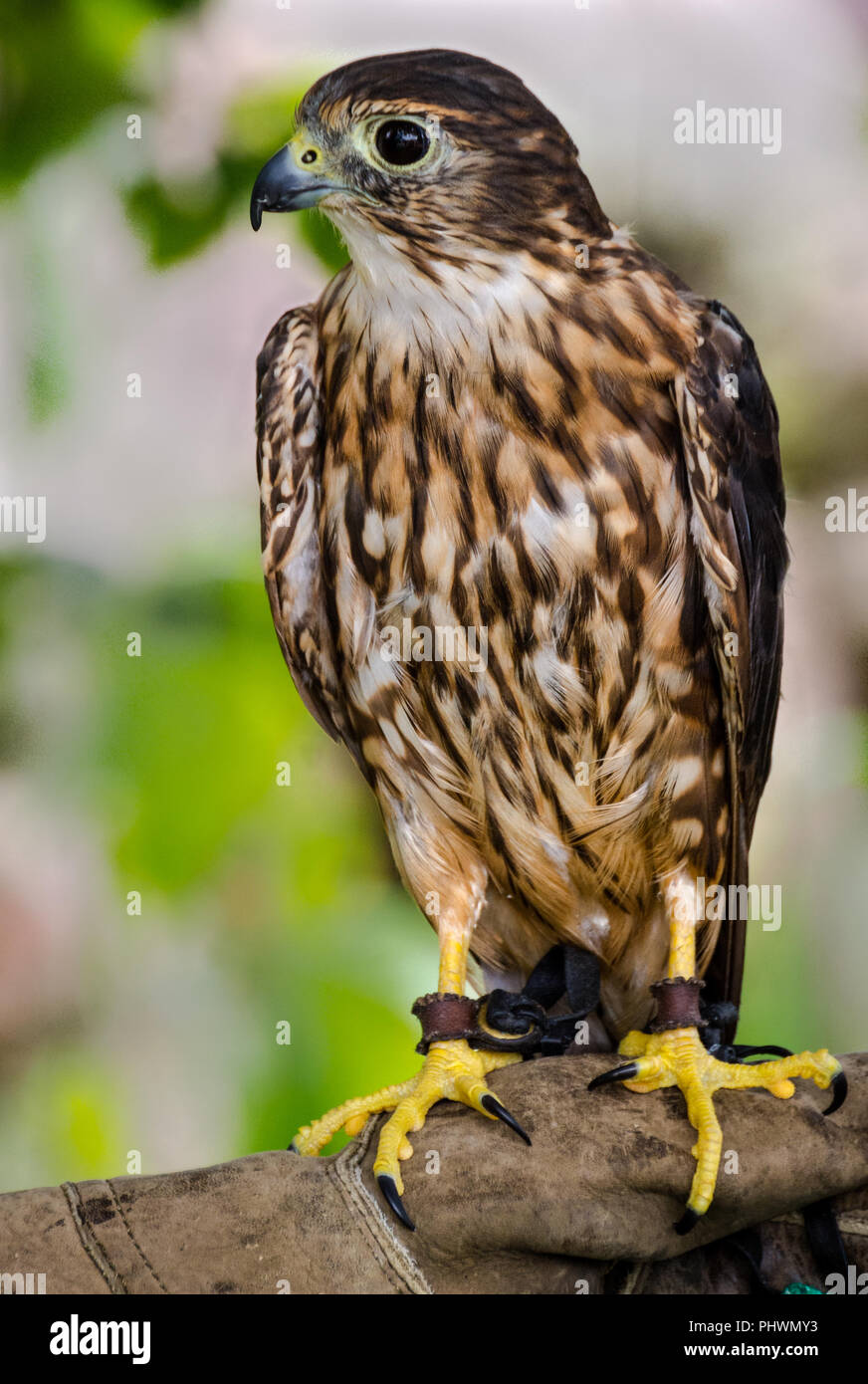 American Merlin Falcon Stock Photo - Alamy