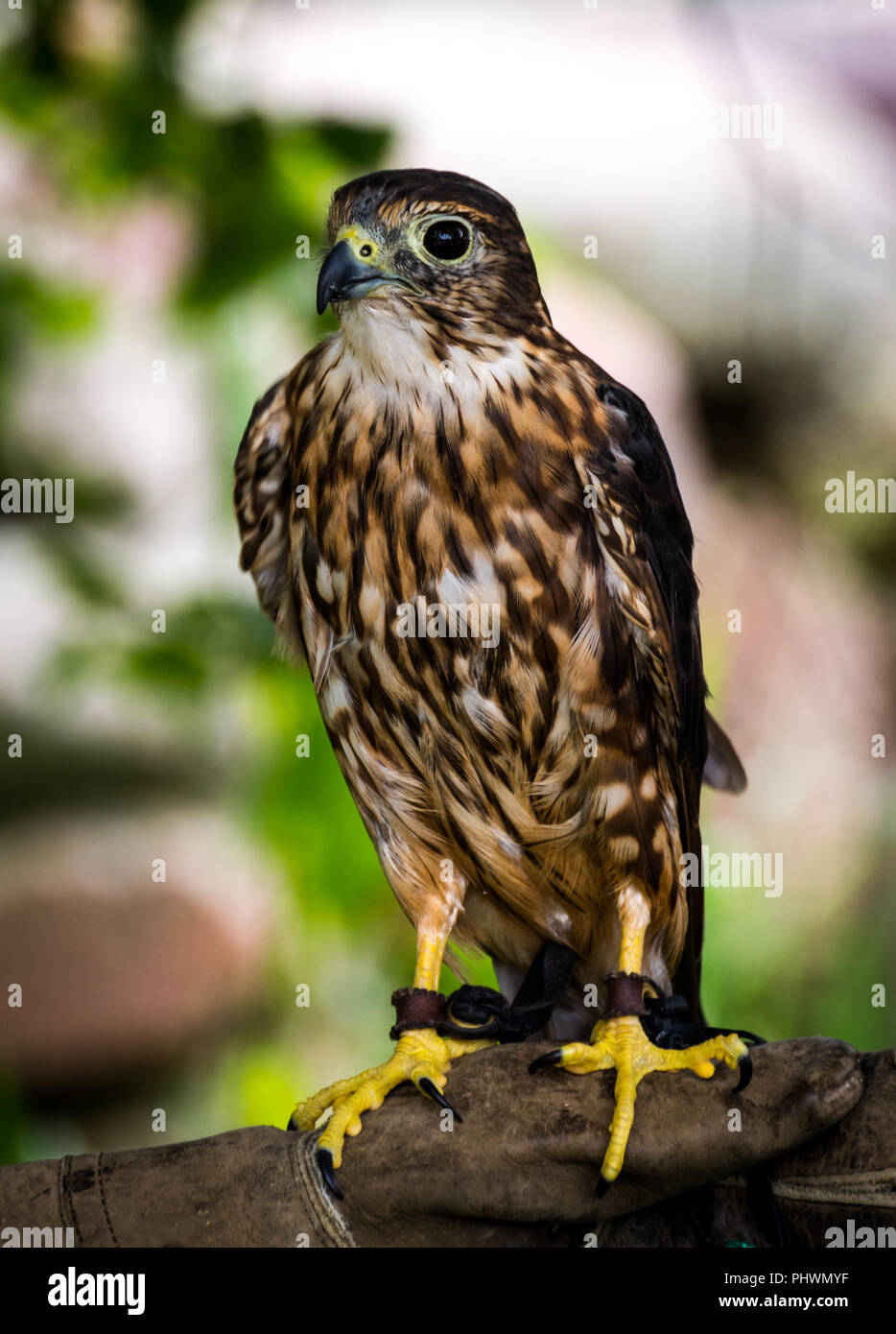 American Merlin Falcon Stock Photo - Alamy