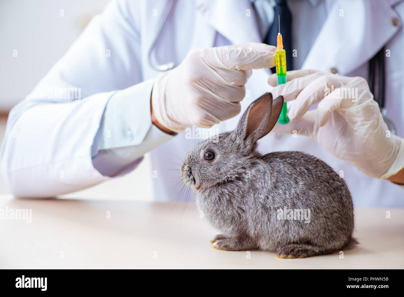 Vet doctor checking up rabbit in his clinic Stock Photo - Alamy