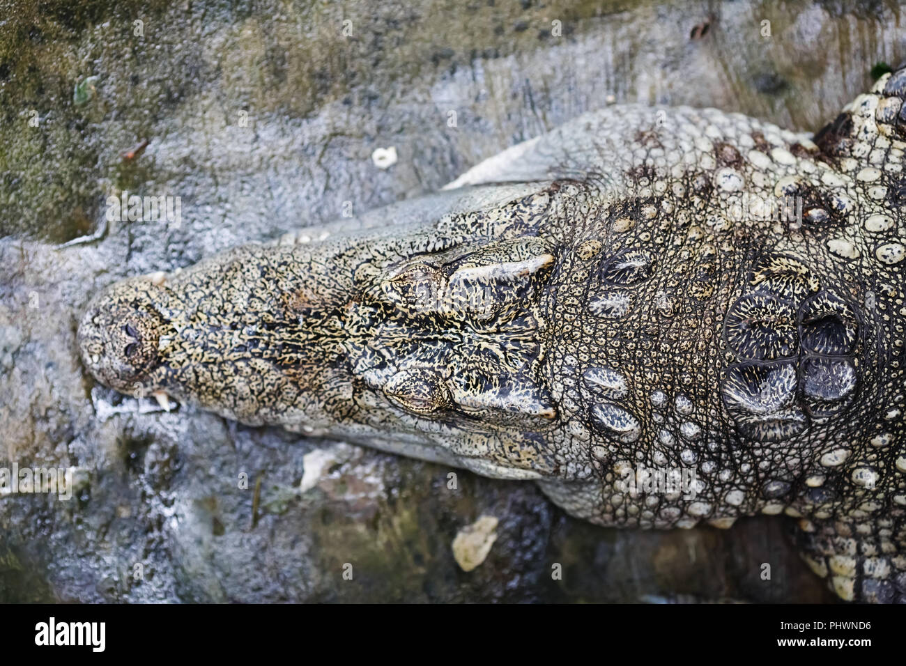 Crocodile top view hi-res stock photography and images - Alamy