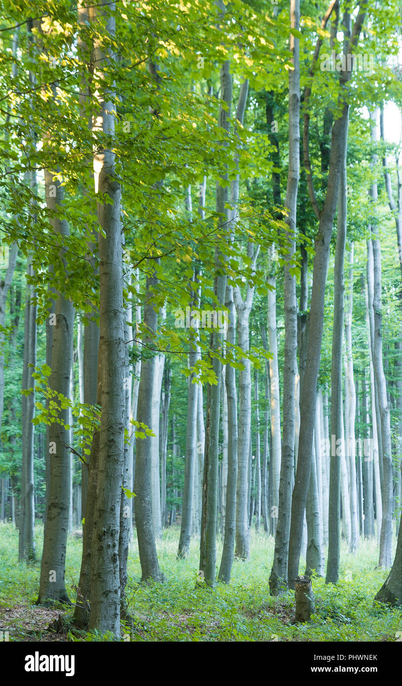 Summer beech trees hi-res stock photography and images - Alamy