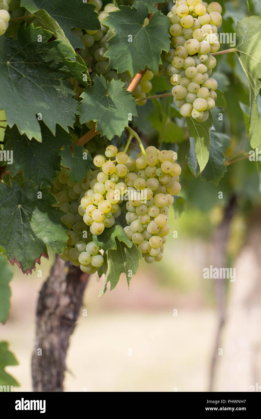 Bunch of grapes grape hi-res stock photography and images - Alamy