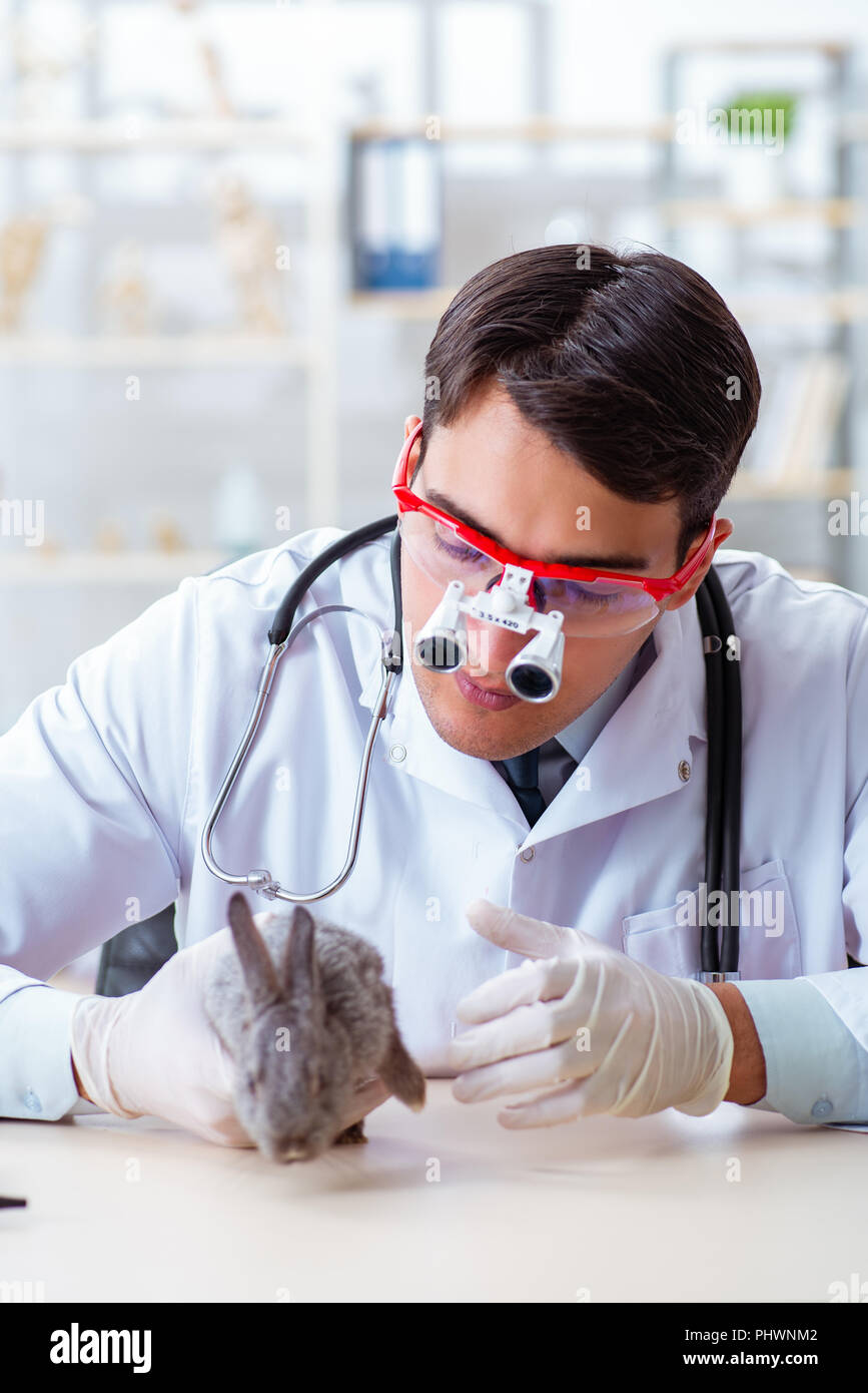 Vet doctor checking up rabbit in his clinic Stock Photo - Alamy