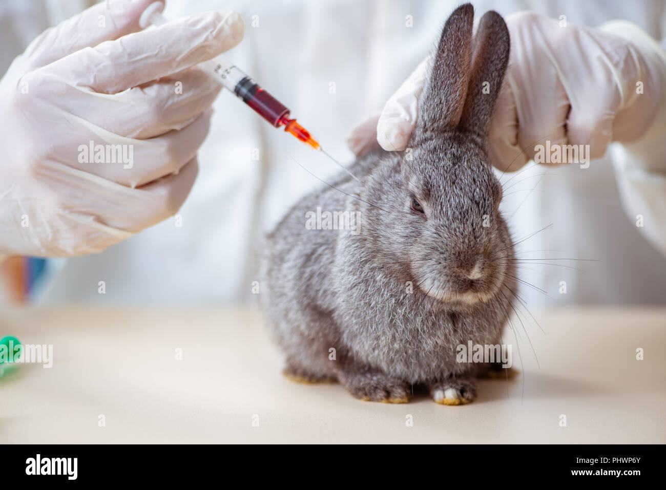 Vet doctor checking up rabbit in his clinic Stock Photo - Alamy