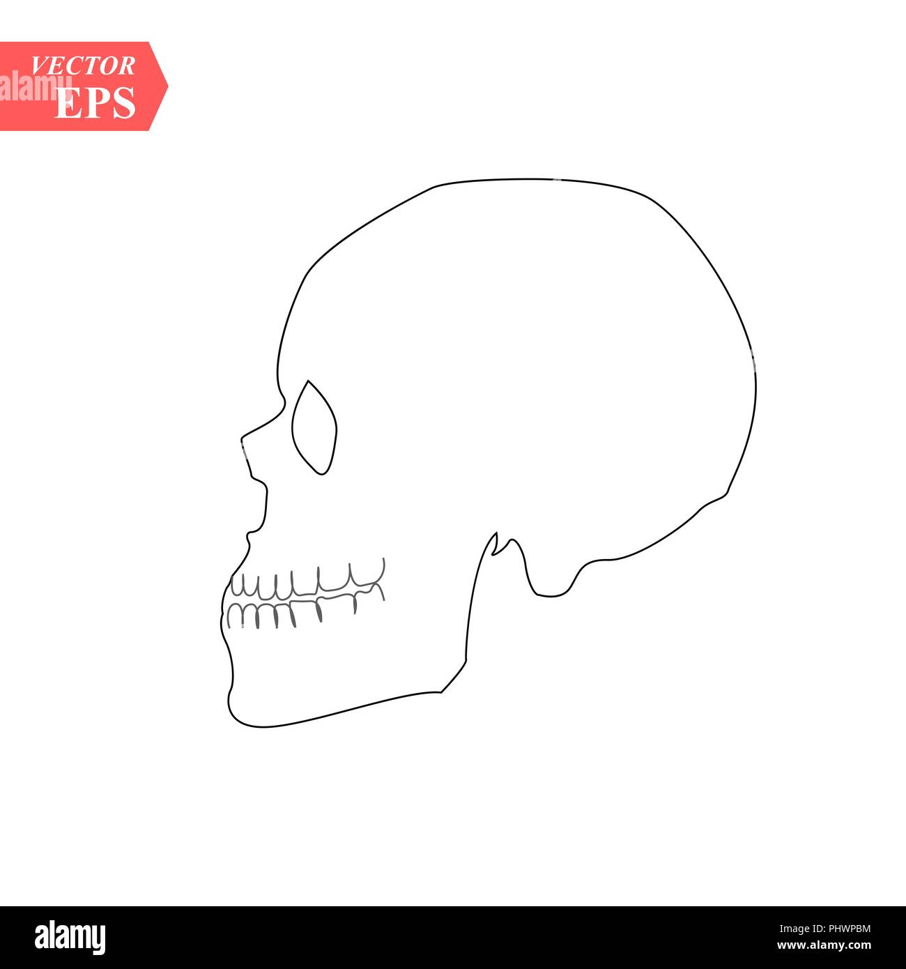 Vector human skull side view silhouette. eps 10 Stock Vector Image ...