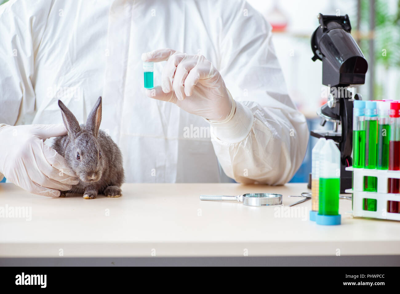 Vet doctor checking up rabbit in his clinic Stock Photo - Alamy