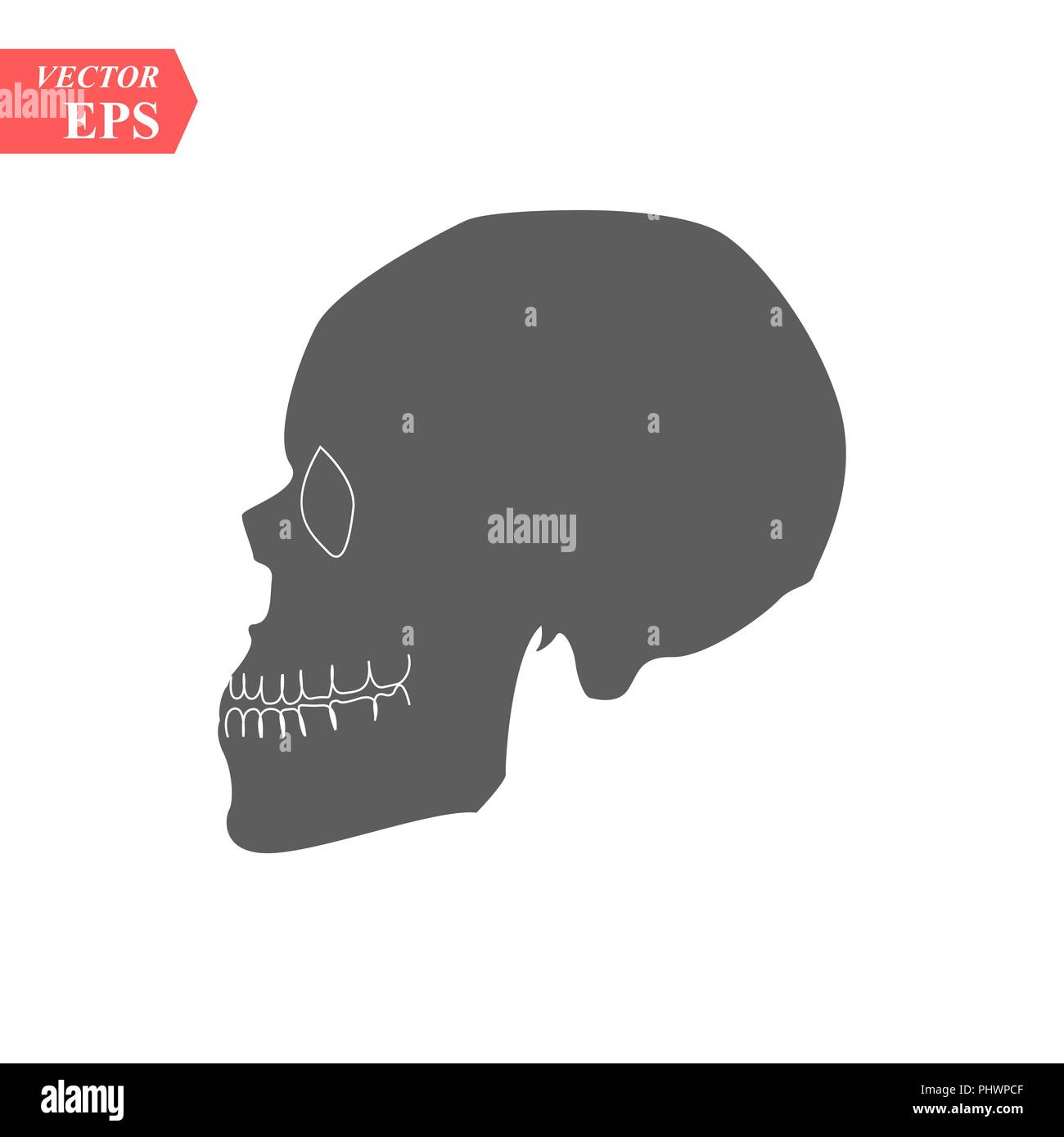 Vector human skull side view silhouette. eps 10 Stock Vector Image ...