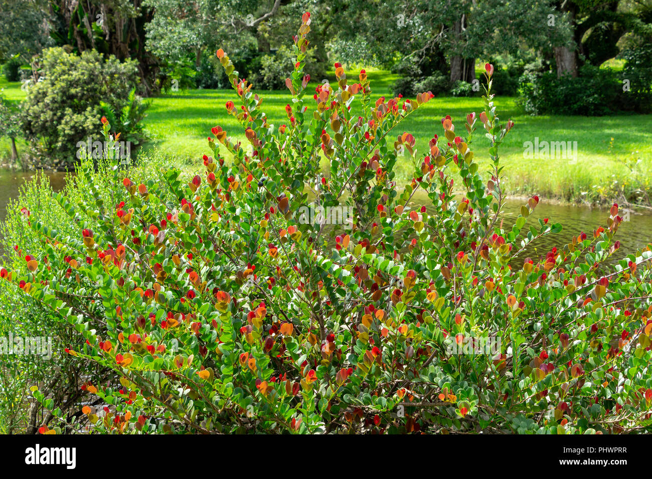 Red tip cocoplum (Chrysobalanus icaco) - Long Key Natural Area, Davie ...