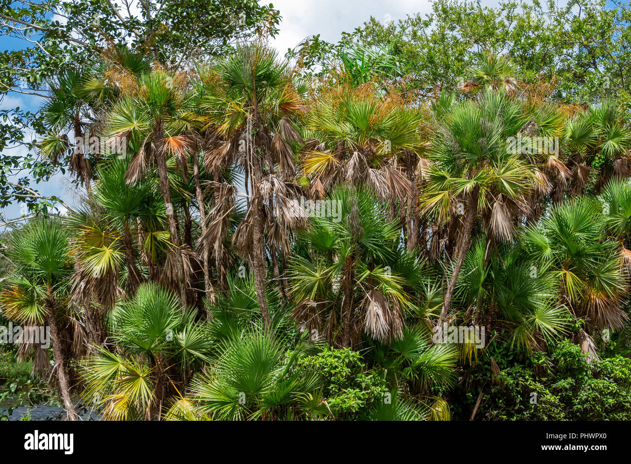 Paurotis palm trees (Acoelorrhaphe Wrightii) a.k.a. Everglades palms ...