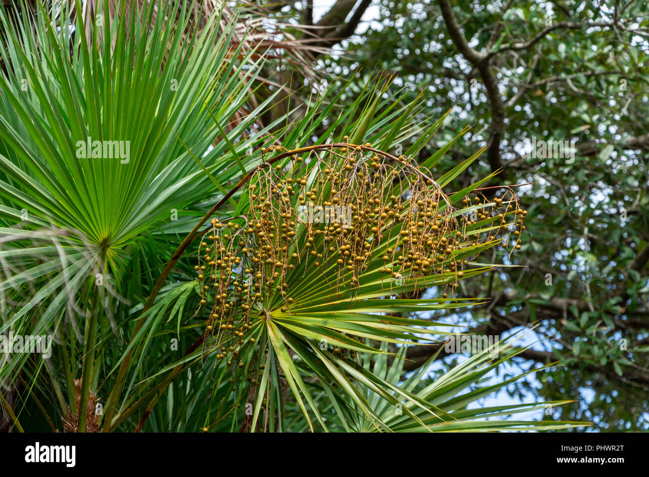 Paurotis palm tree fruit (Acoelorrhaphe Wrightii) a.k.a. Everglades ...
