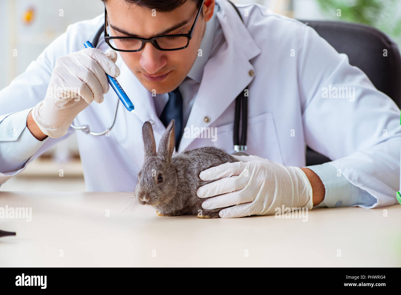 Vet doctor checking up rabbit in his clinic Stock Photo - Alamy