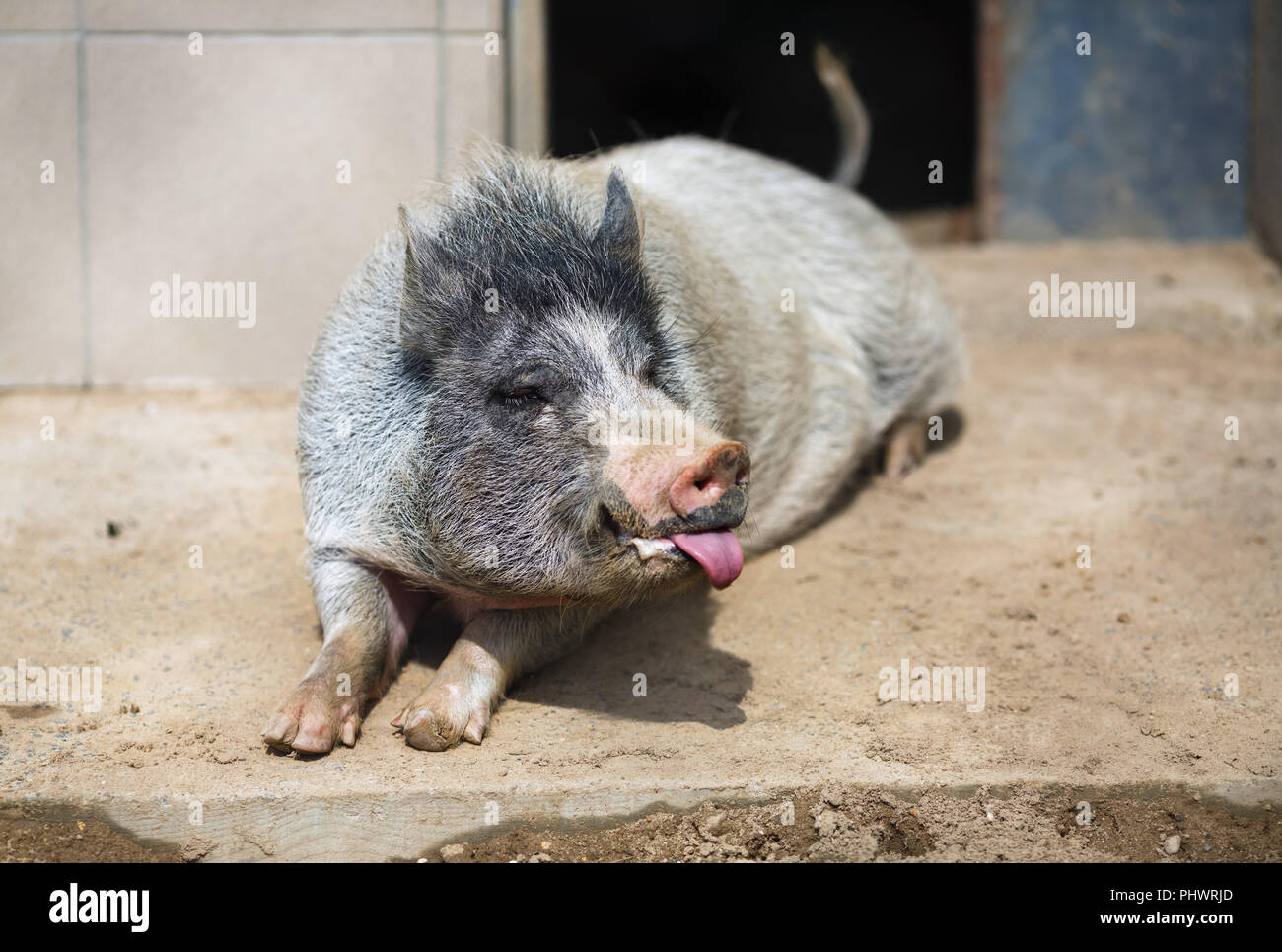 Pig shows tongue. Household large pig in the countryside farm Stock ...