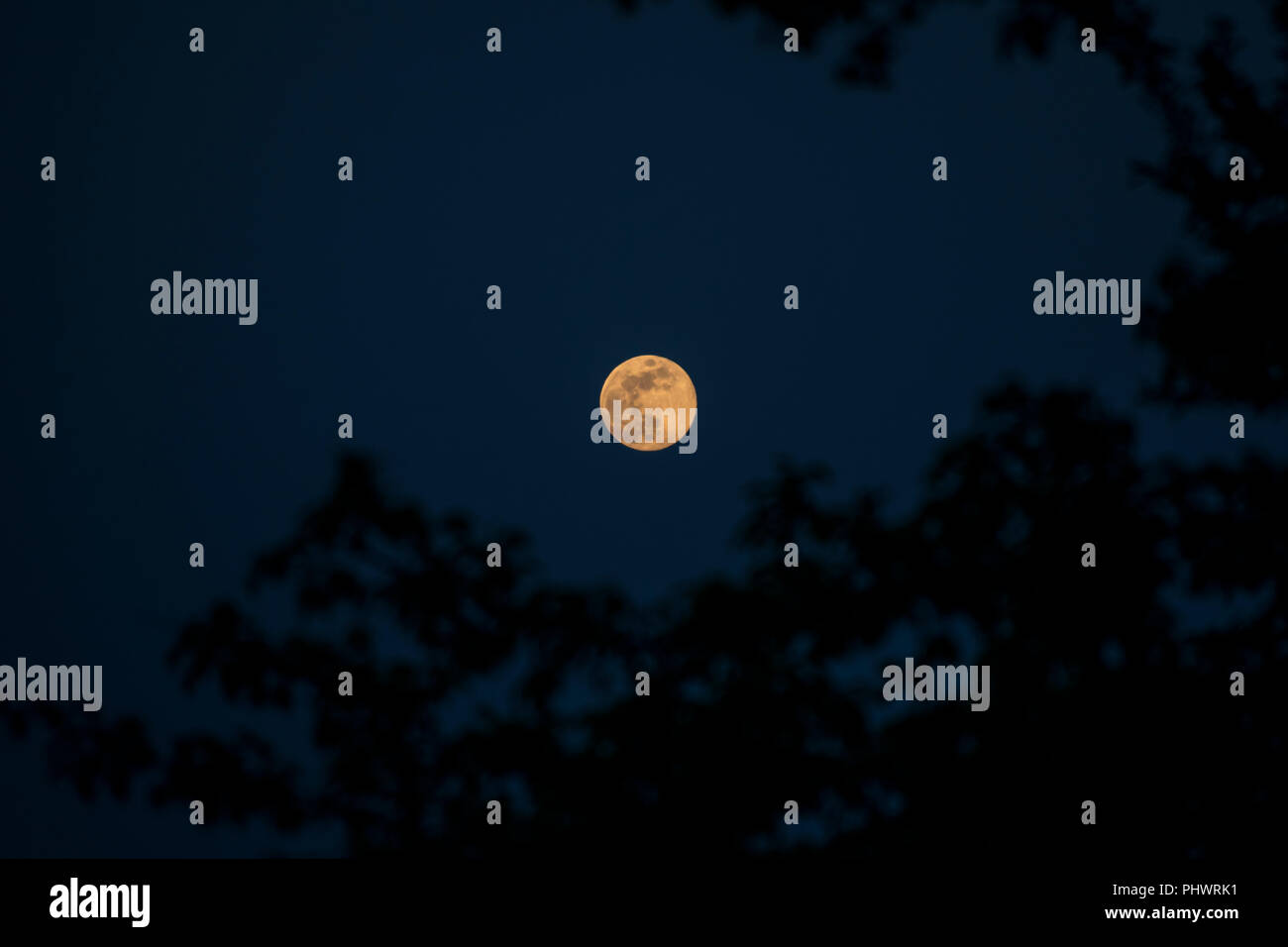 Full moon rising forest hi-res stock photography and images - Alamy
