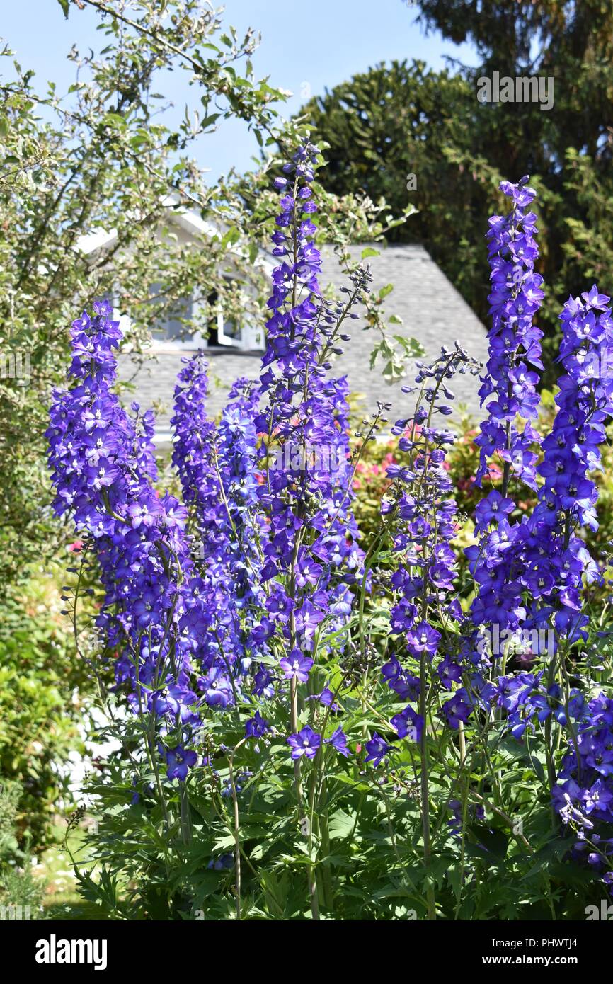 Delphinium perennial flowers hi-res stock photography and images - Alamy