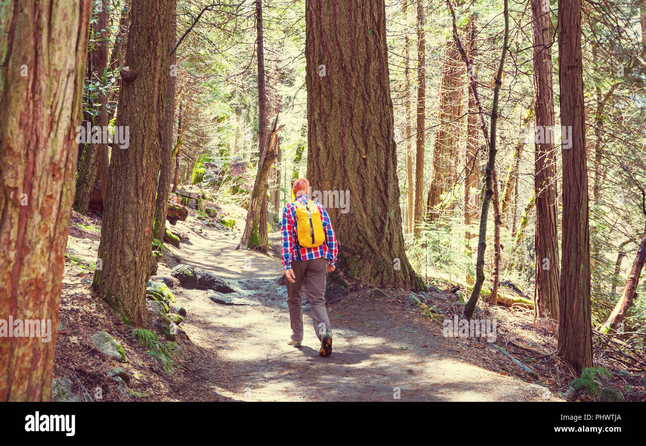 Hike in the forest Stock Photo - Alamy