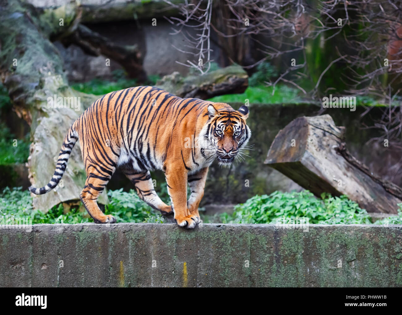 Siberian tiger also called Amur tiger in the nature Stock Photo - Alamy