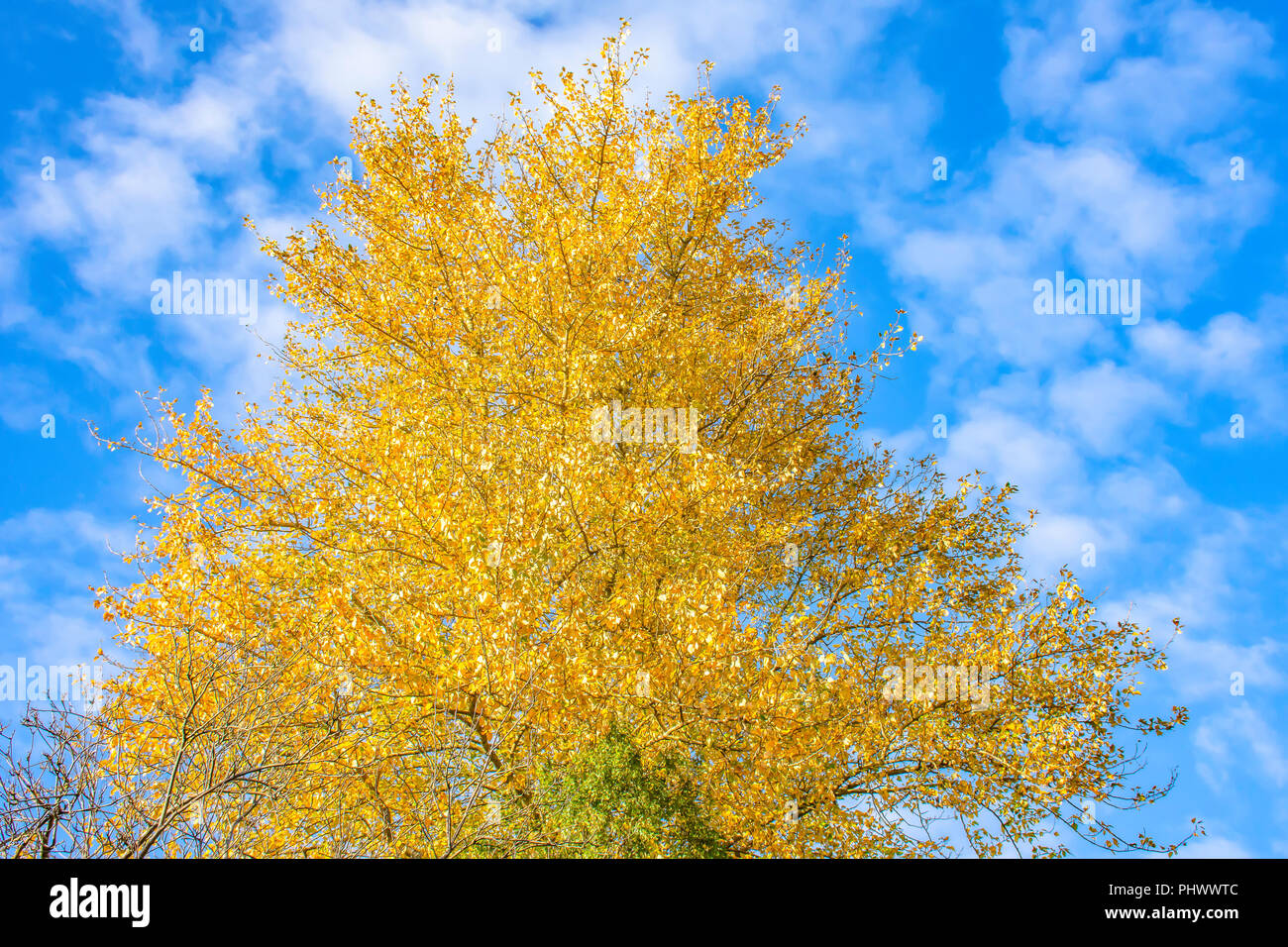 Autumn colors.Tree top with yellow leaves and blue sky with few clouds ...