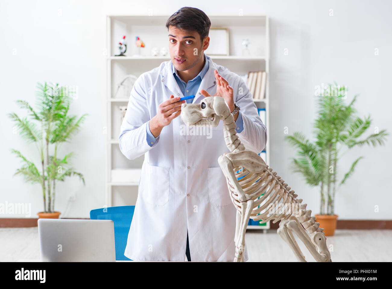 Doctor vet practicing on dog skeleton Stock Photo - Alamy