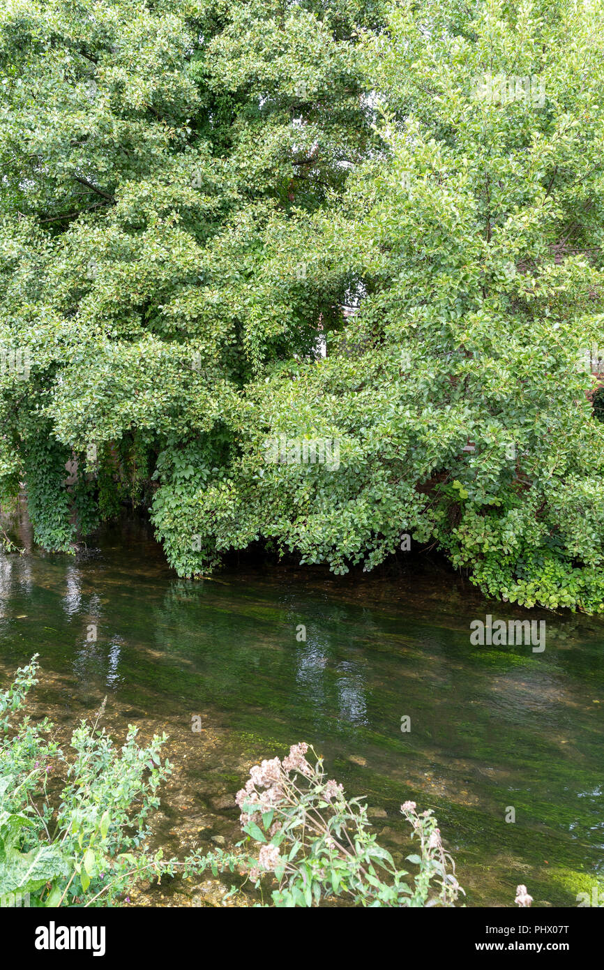 Tree branches hanging over water hi-res stock photography and images ...