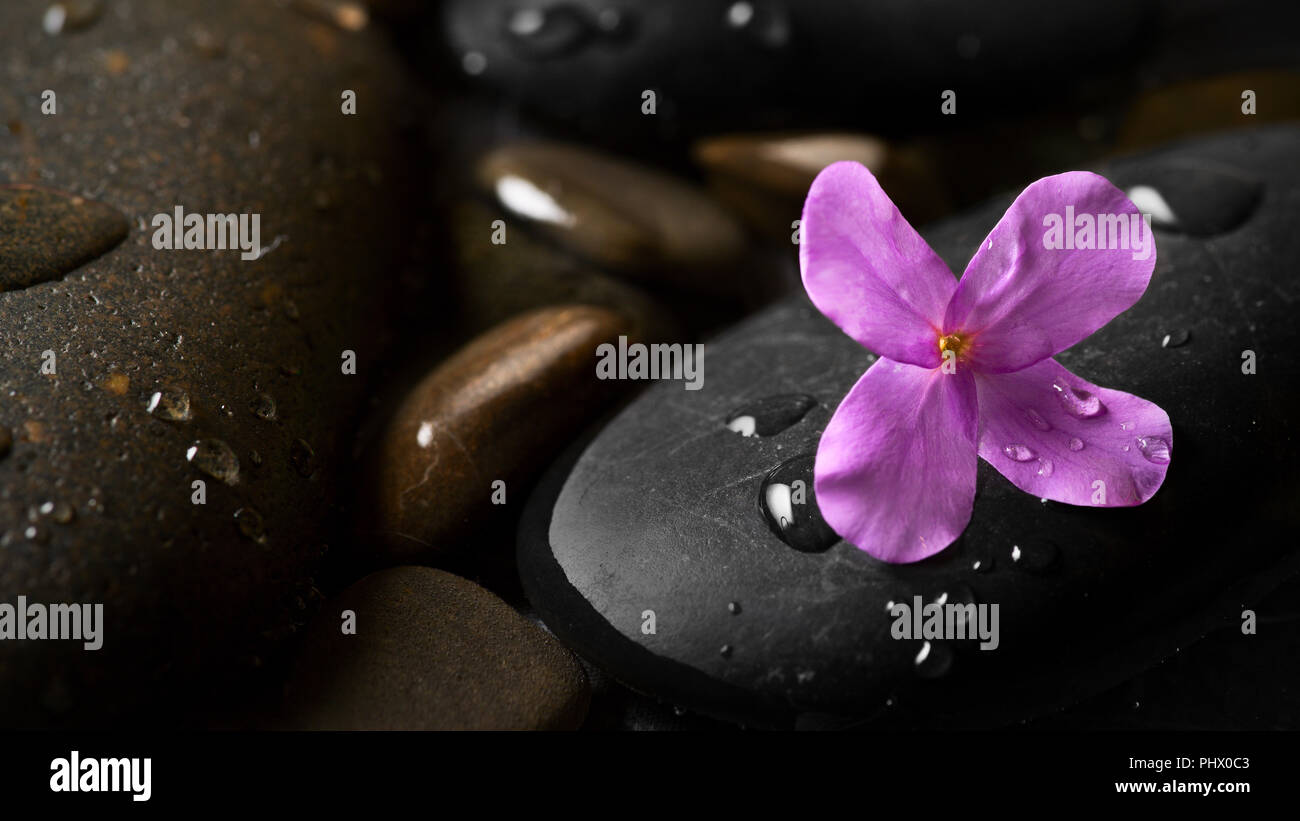 Pebbles flower hi-res stock photography and images - Alamy
