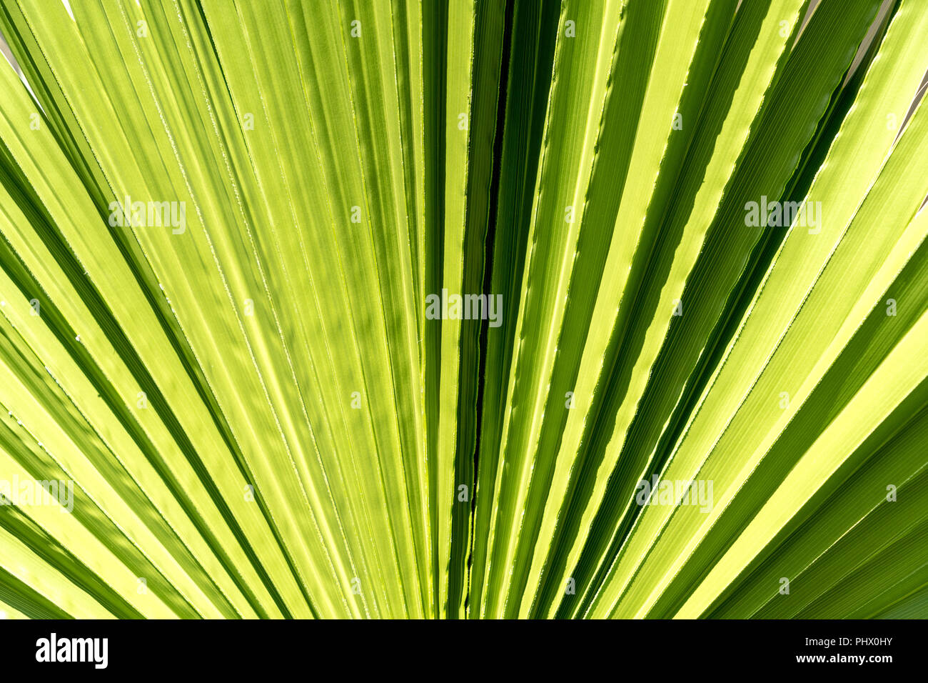 Fan palm leaves hi-res stock photography and images - Alamy