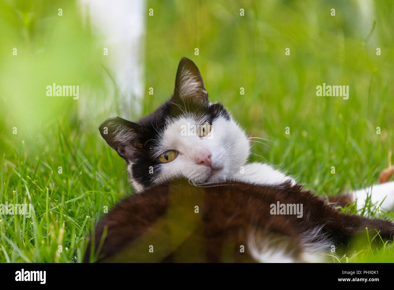 Cat in grass Stock Photo - Alamy