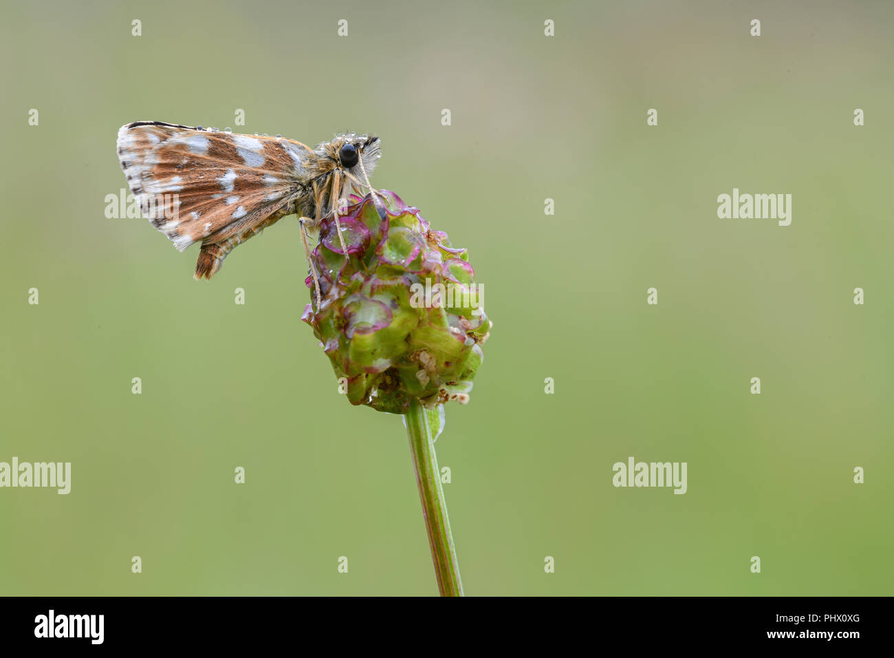 Red underwing skipper hi-res stock photography and images - Alamy