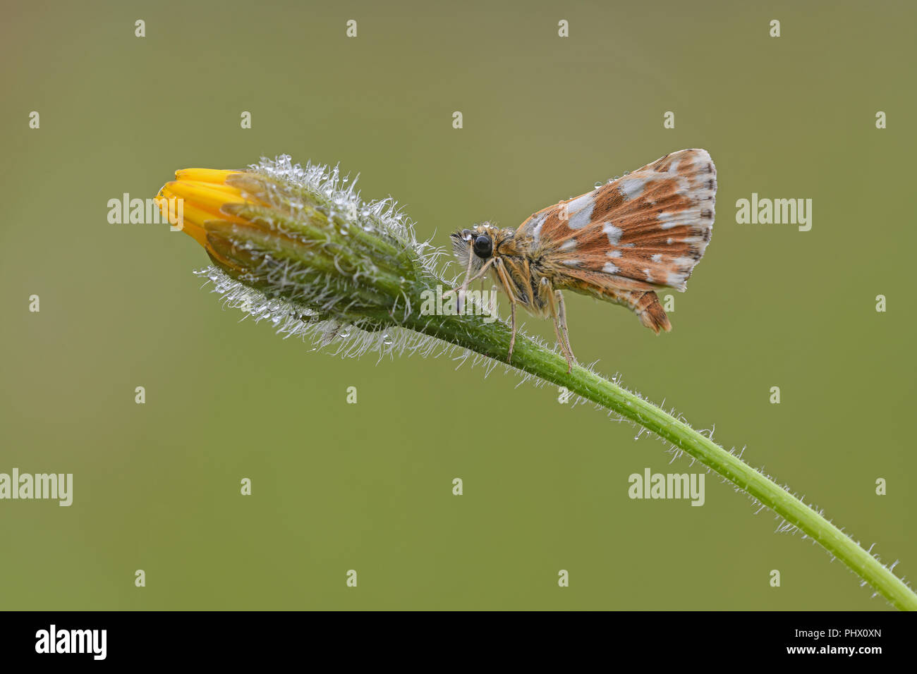 Red underwing hi-res stock photography and images - Alamy