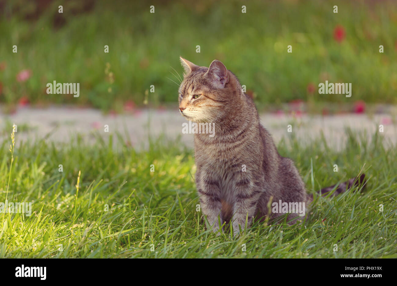 Cat in grass Stock Photo - Alamy