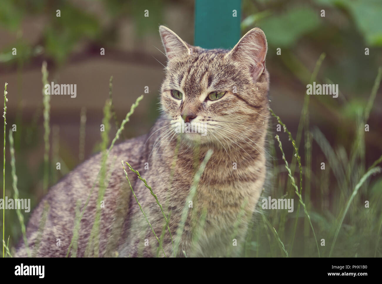 Cat in grass Stock Photo - Alamy