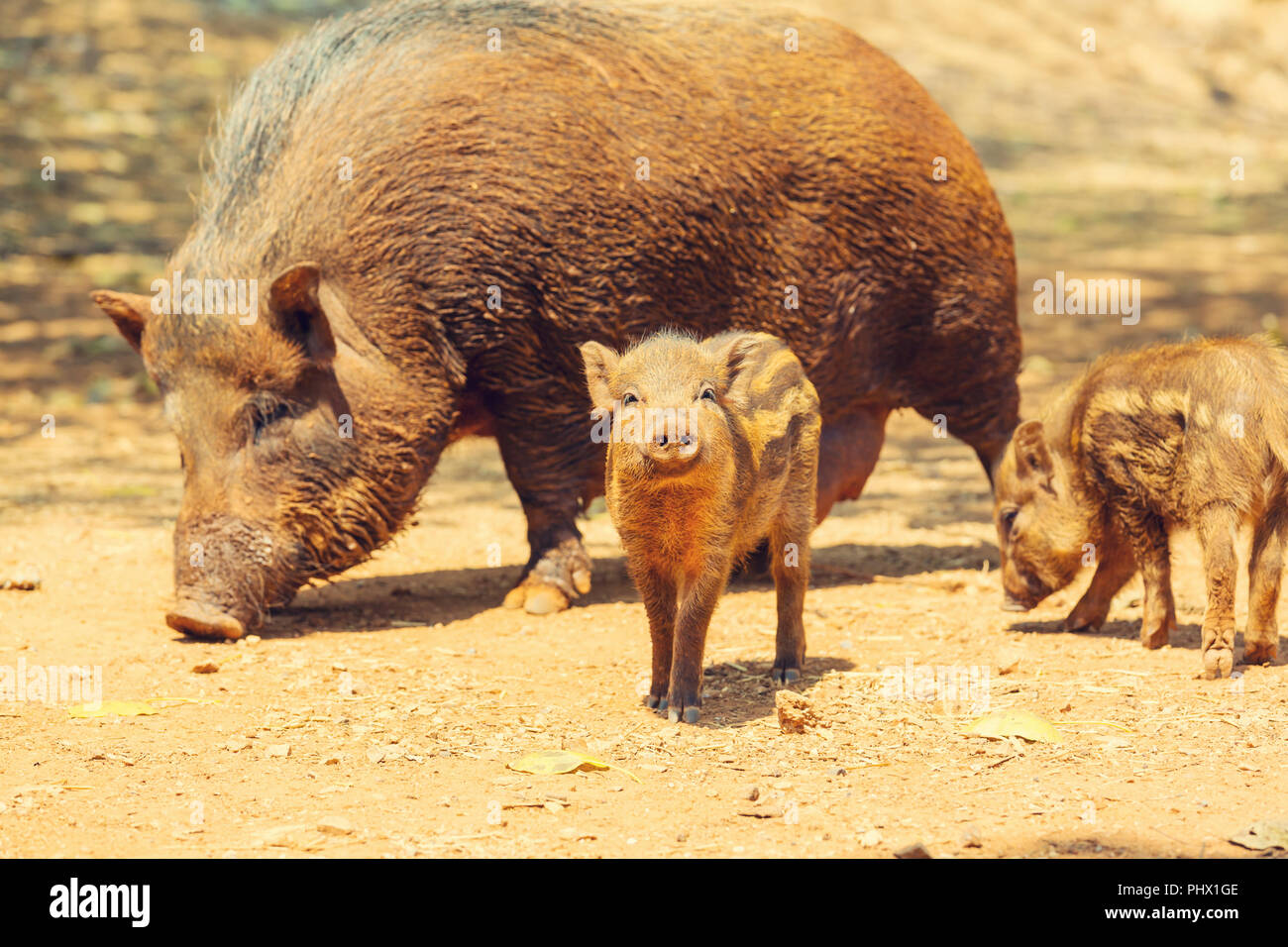 Pig feeder hi-res stock photography and images - Alamy