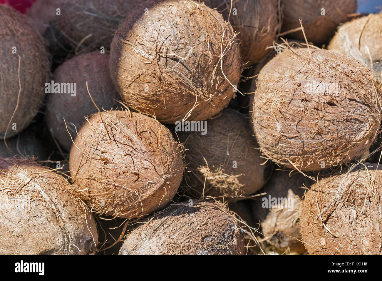 ripe dry coconuts in the sun closeup background Stock Photo - Alamy
