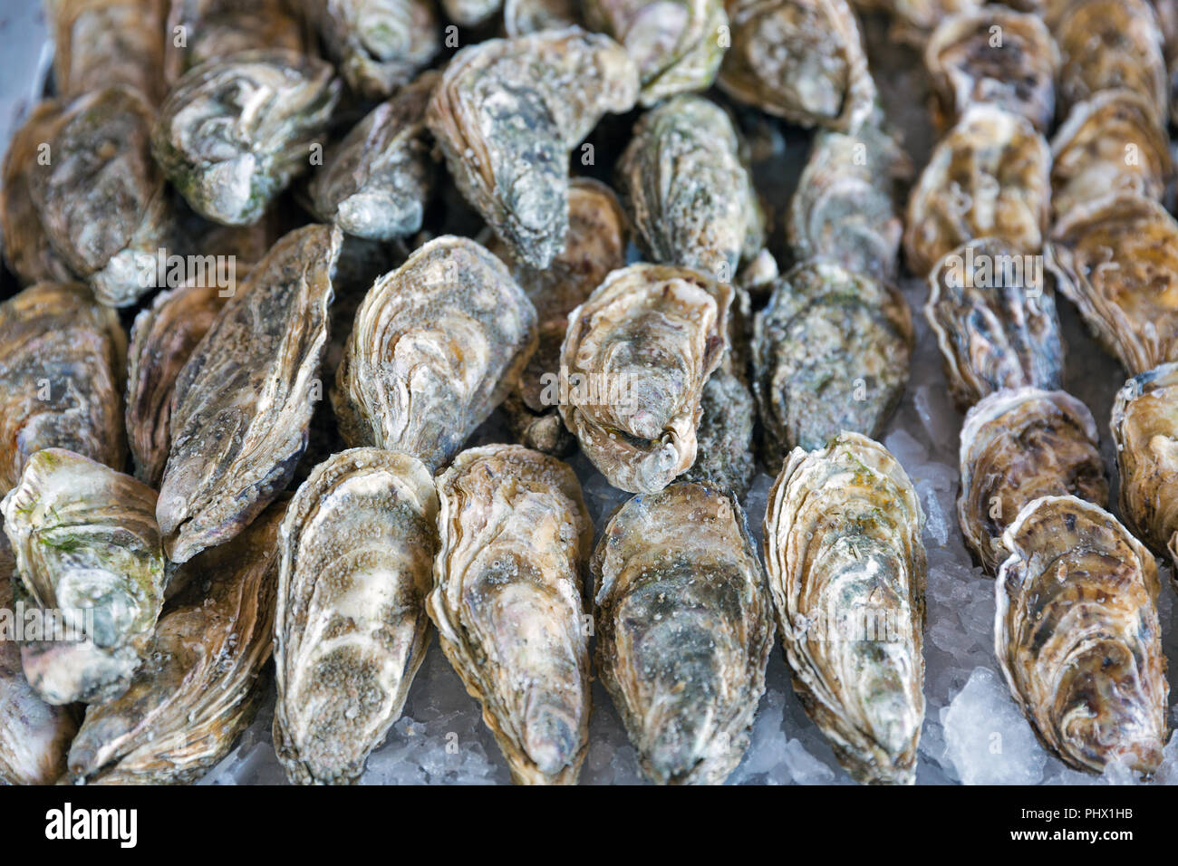 Closed oyster shell hi-res stock photography and images - Alamy