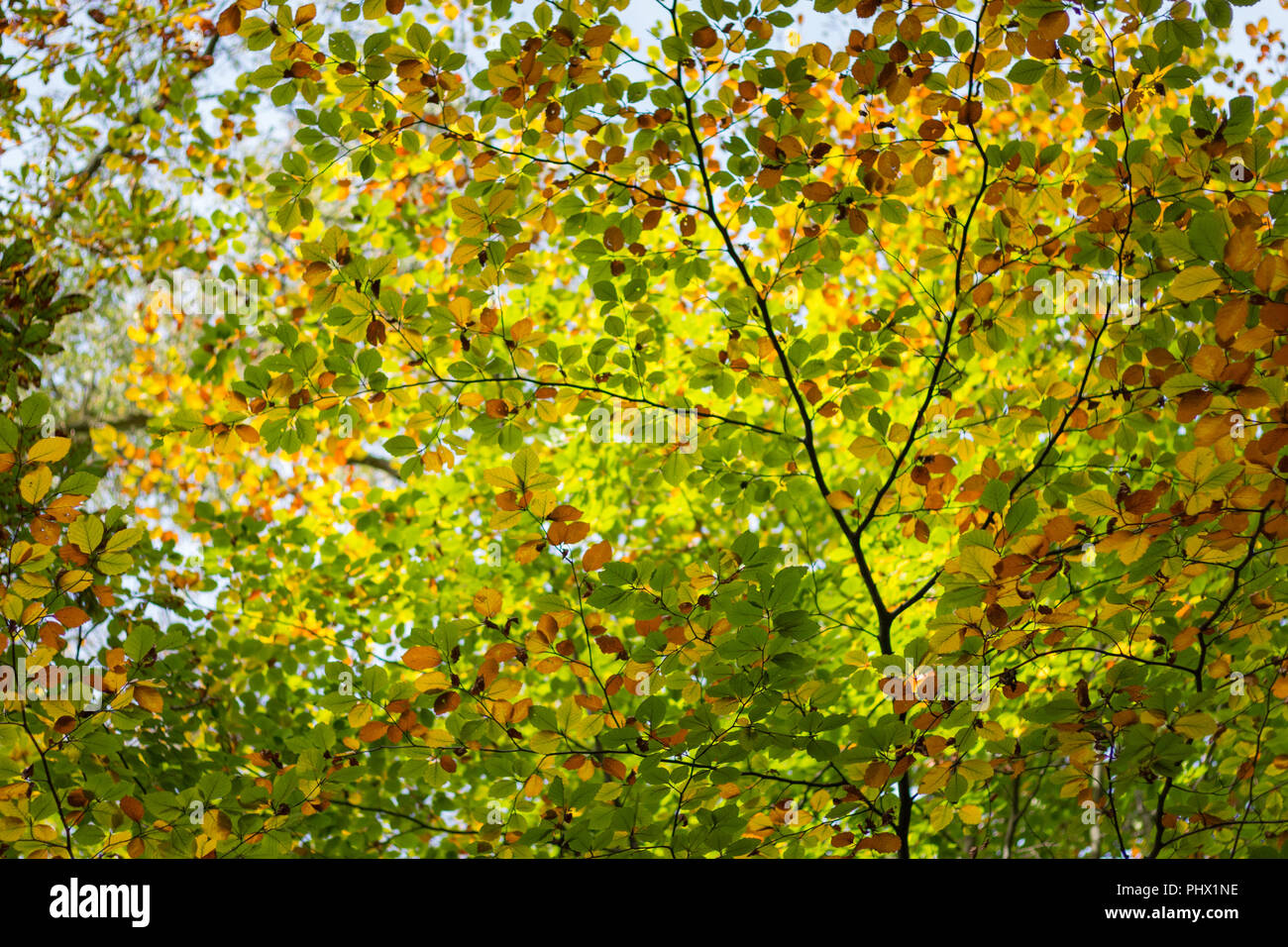 Leaves turn bright yellow in autumn hi-res stock photography and images ...