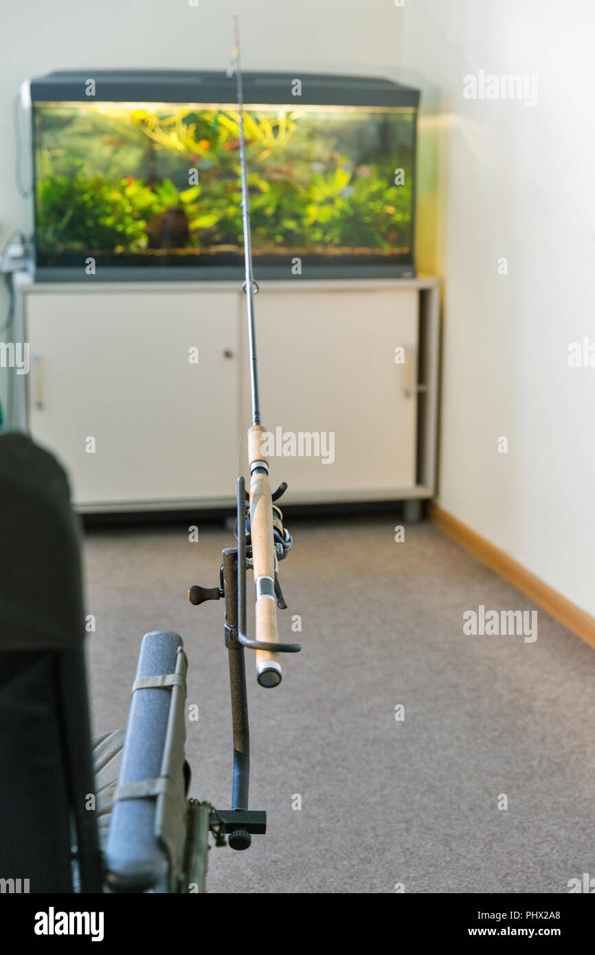 Crazy fishing in a home aquarium Stock Photo - Alamy