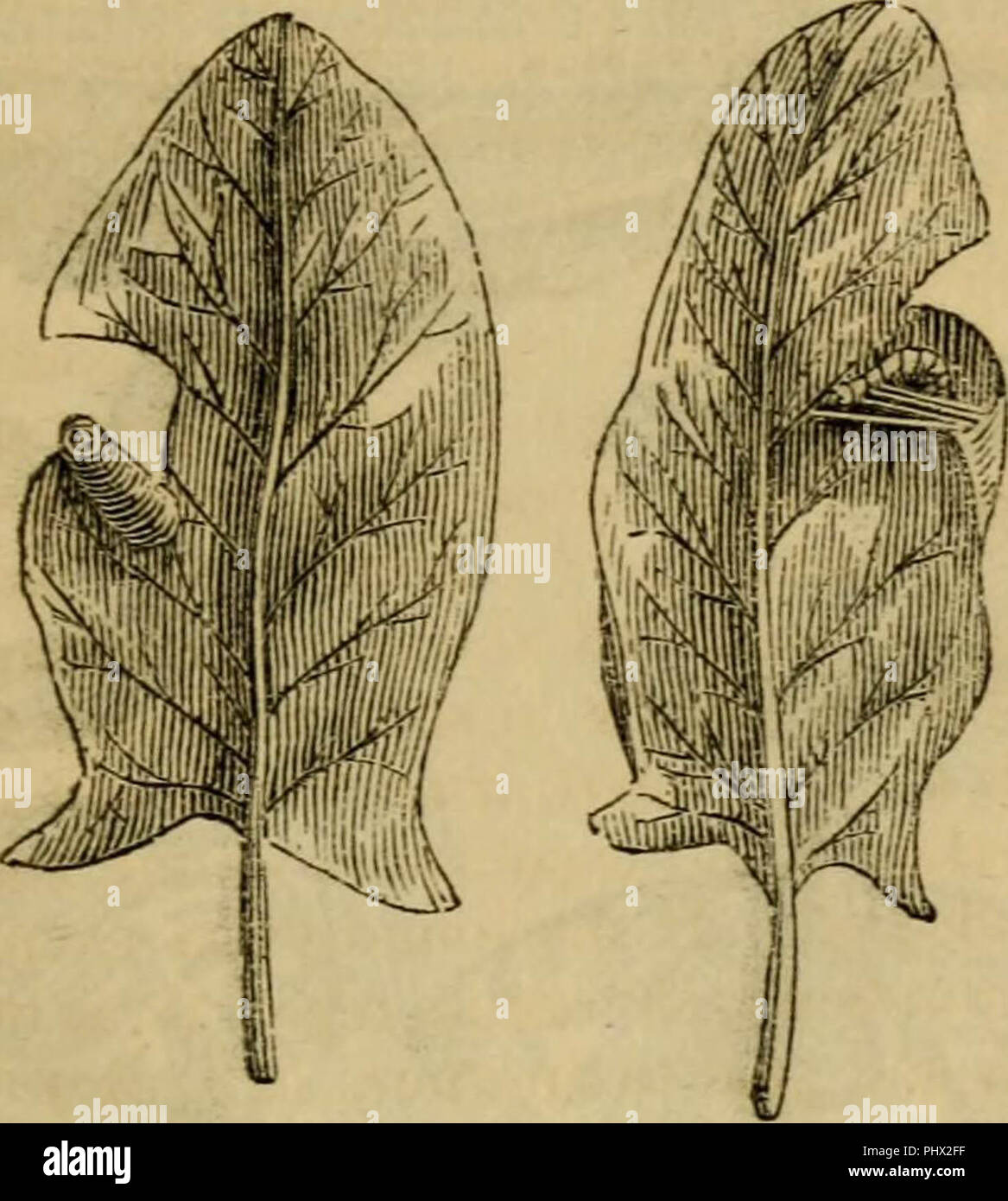 "Insect architecture : to which are added, miscellanies, on the ravages ...