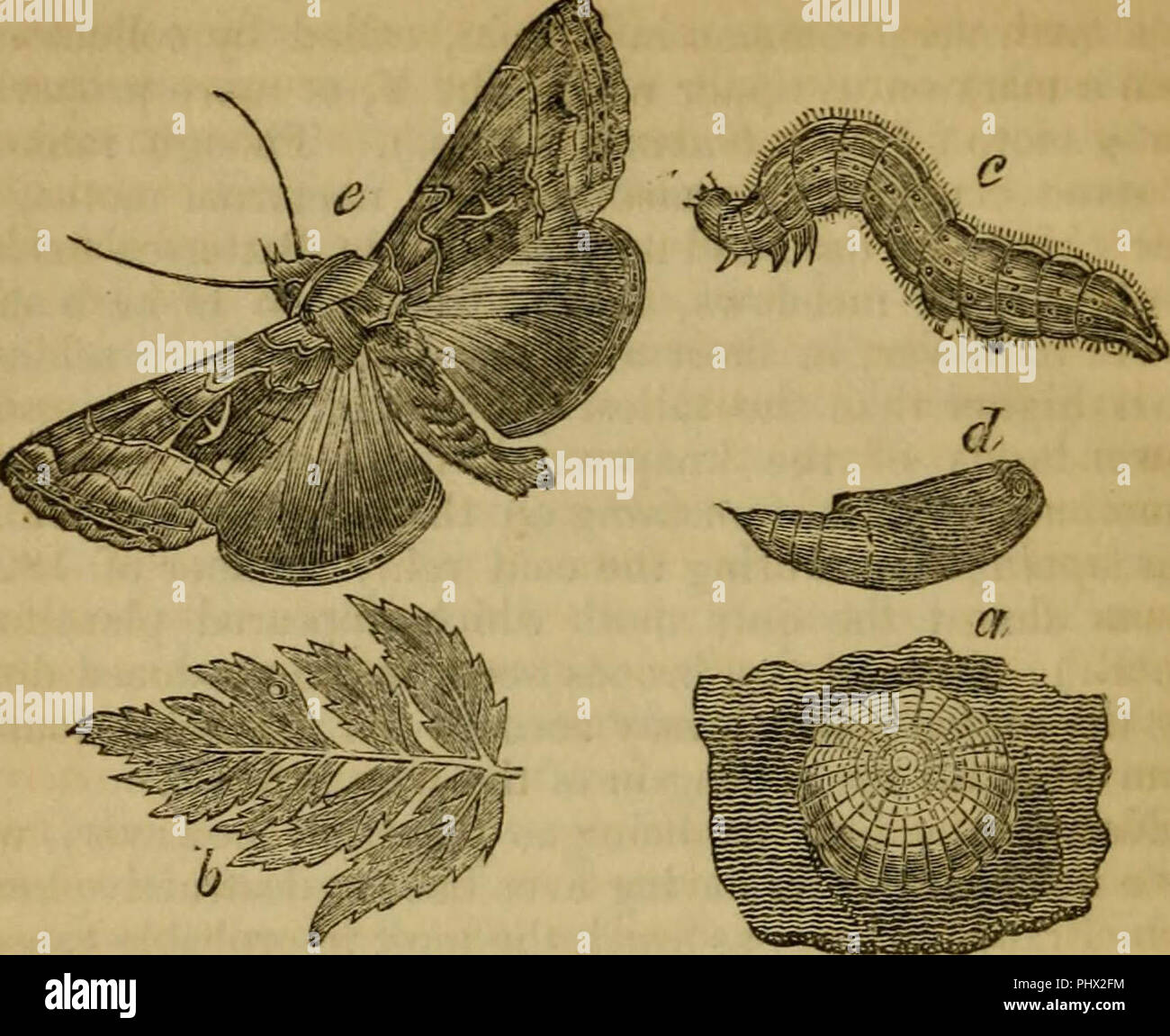 "Insect architecture : to which are added, miscellanies, on the ravages ...