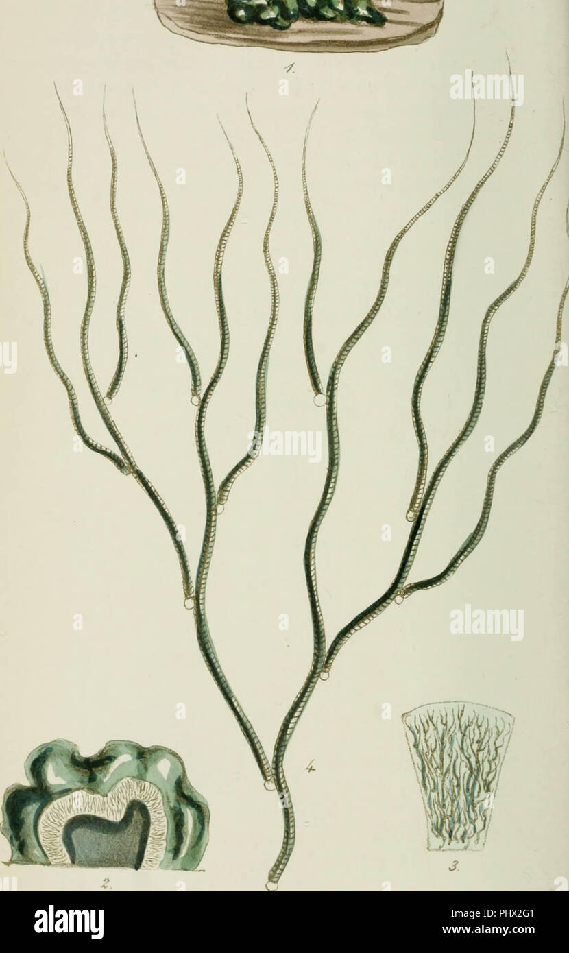 Specific algae hi-res stock photography and images - Alamy