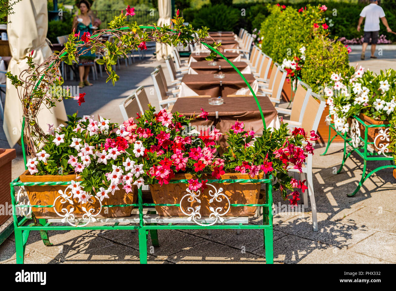 blooming flowers with green leaves along restaurant tables Stock Photo ...