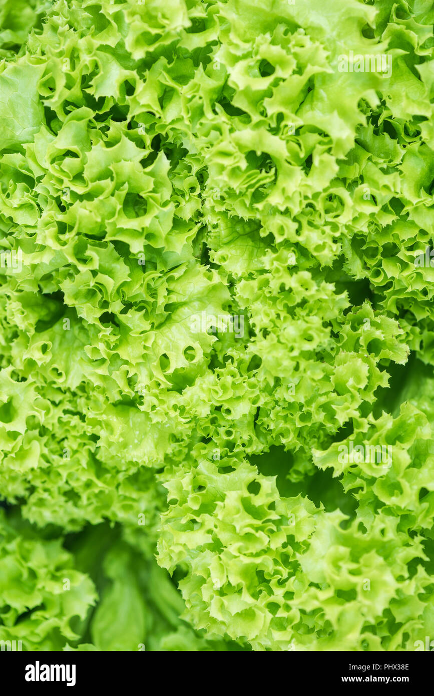 Fresh lettuce close up, full frame Stock Photo - Alamy
