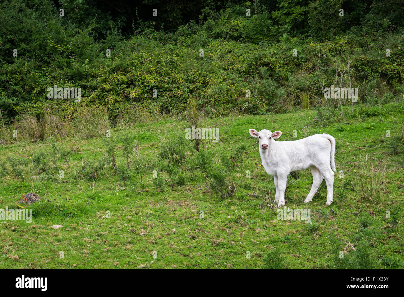 This is a picture of a baby calf in a field in Ireland Stock Photo - Alamy
