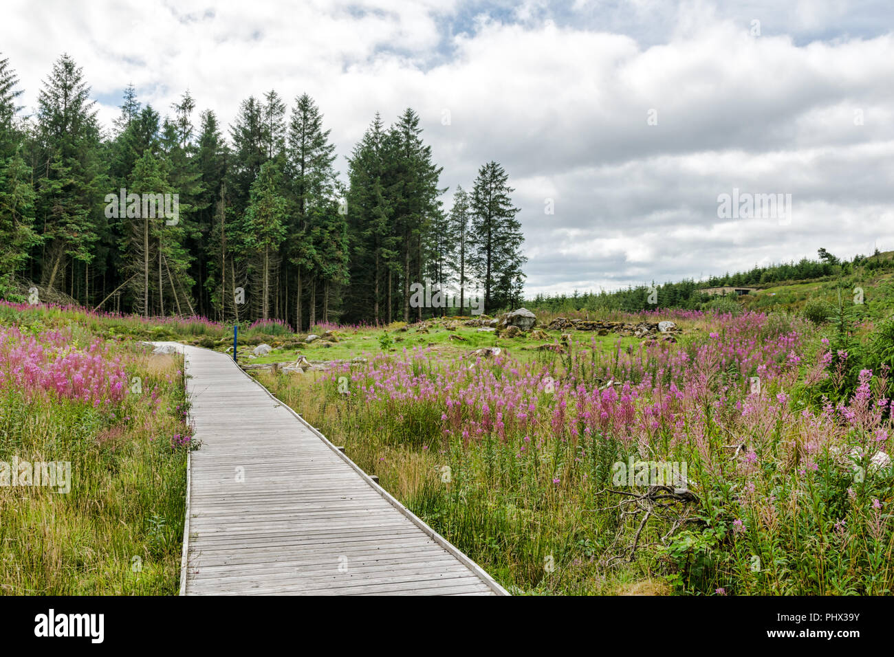 This is a picture of a built wooden path through a meadow leading into ...