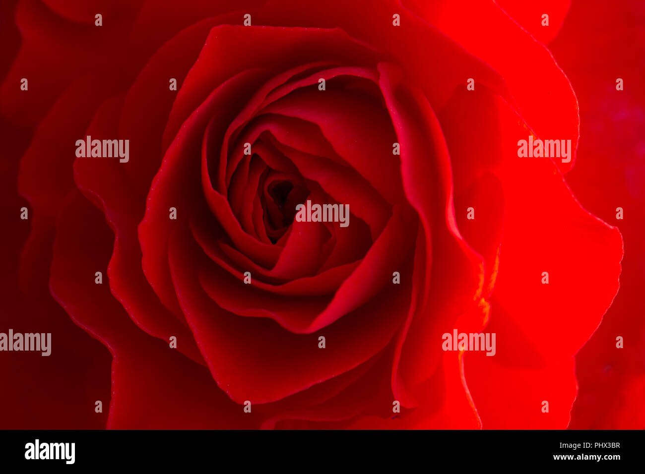 Image of a red rose hi-res stock photography and images - Alamy