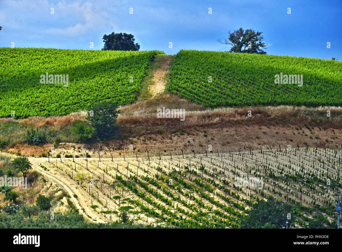 Calabria italy vineyard hi-res stock photography and images - Alamy