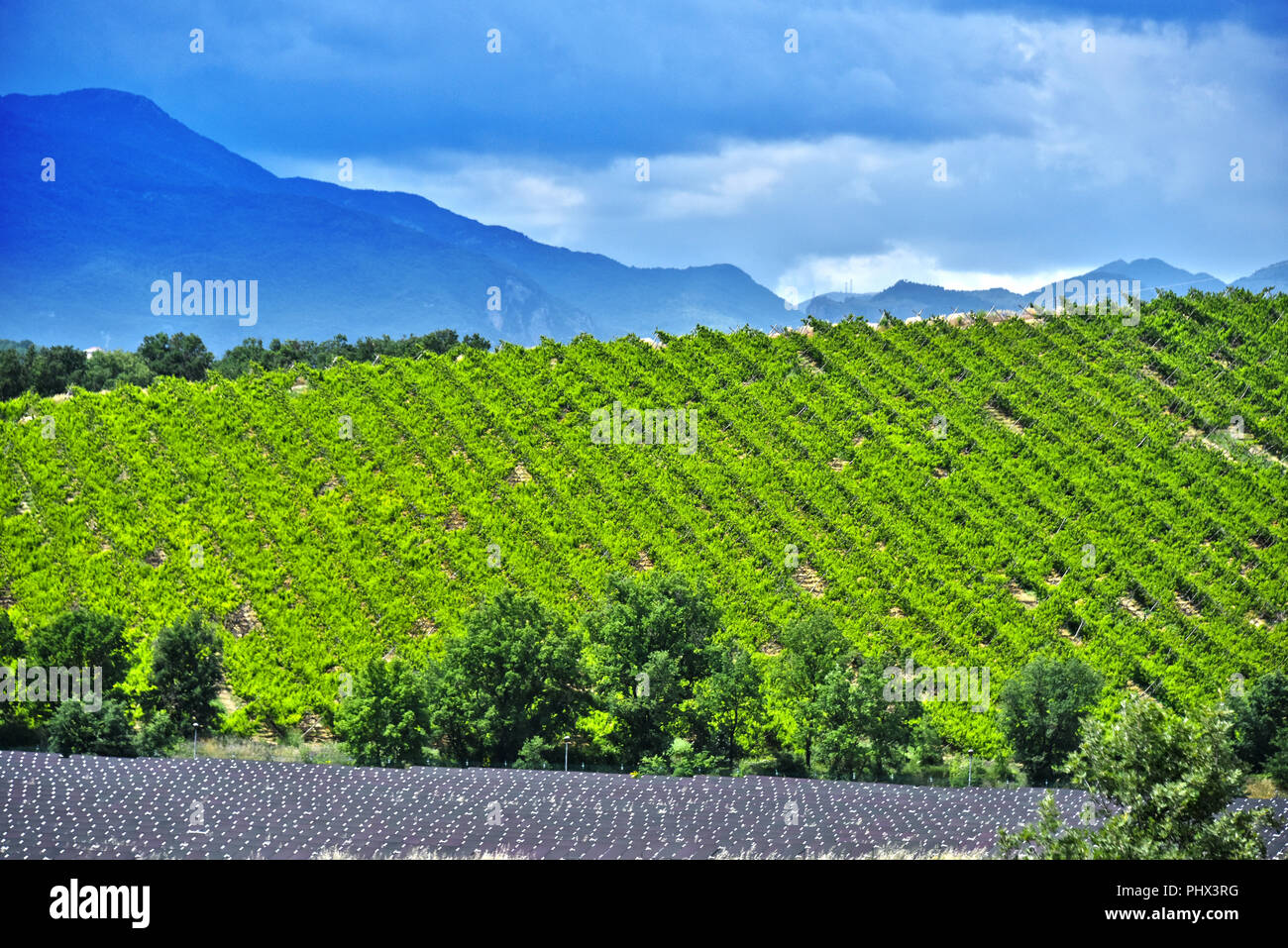 Calabria italy vineyard hi-res stock photography and images - Alamy