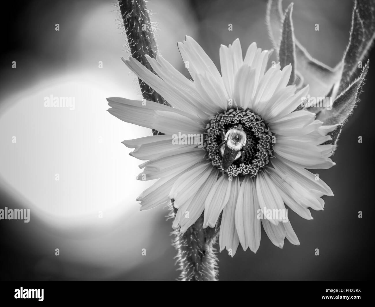 Stem flowering Black and White Stock Photos & Images - Alamy