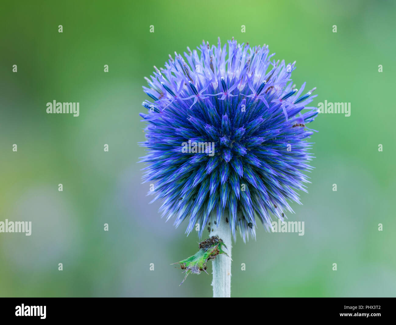 Flying ticks on flower hi-res stock photography and images - Alamy